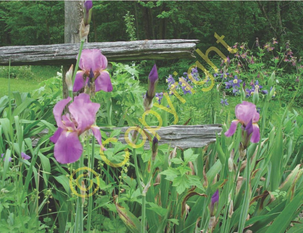 Garden & Wildflower Note Cards - Niagara Escarpment Views